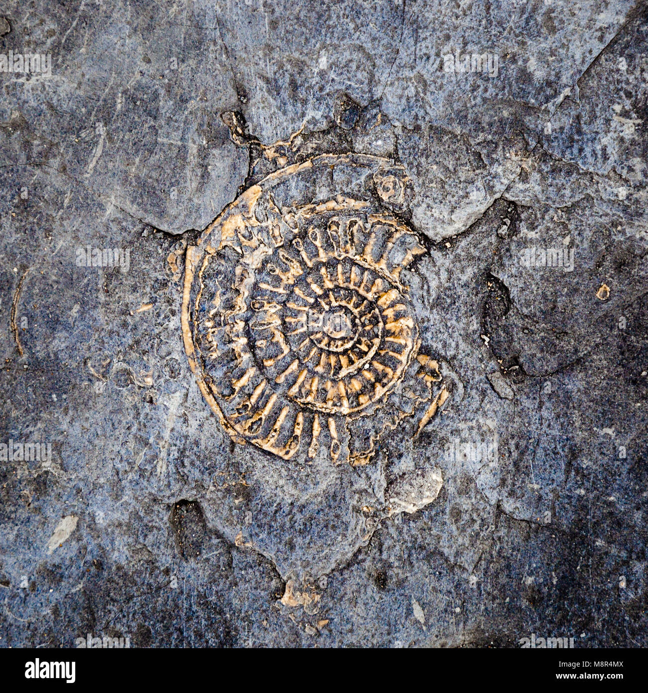 Ammonite in rock Stock Photo - Alamy