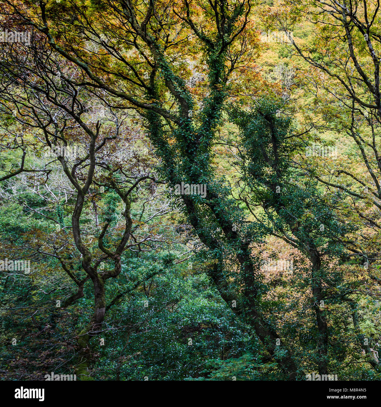 Arty trees hi-res stock photography and images - Alamy