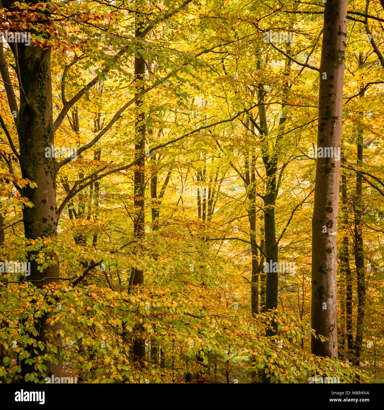 Autumn beech trees Stock Photo - Alamy