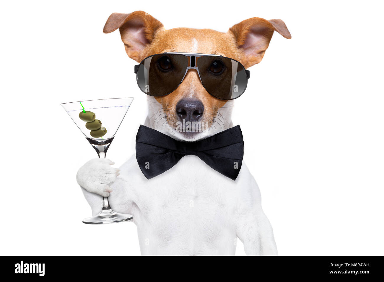 drunk jack russell dog toasting and drinking a cocktail martini drink ...