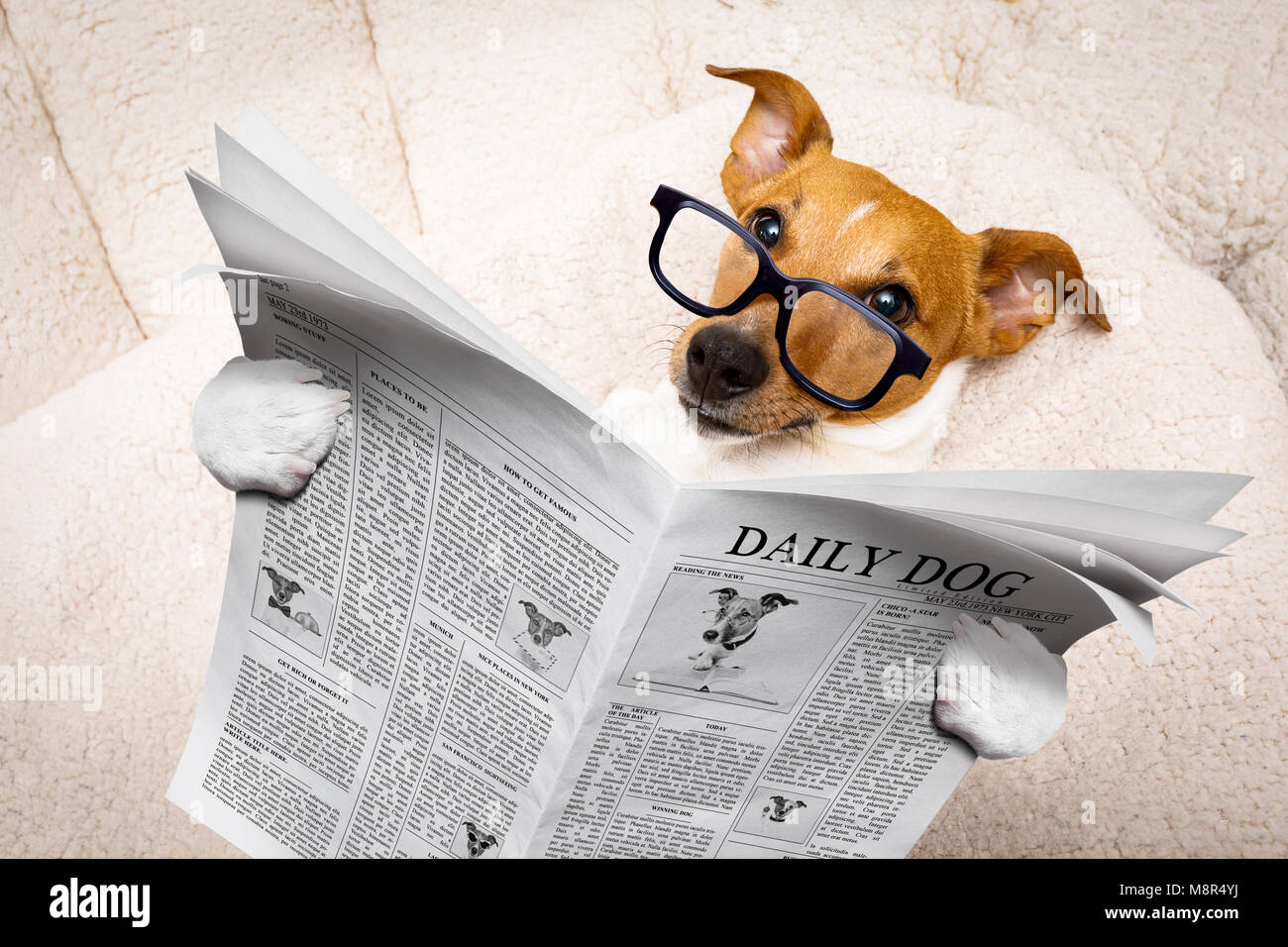 cool funny jack russell dog reading a newspaper or magazine wearing ...