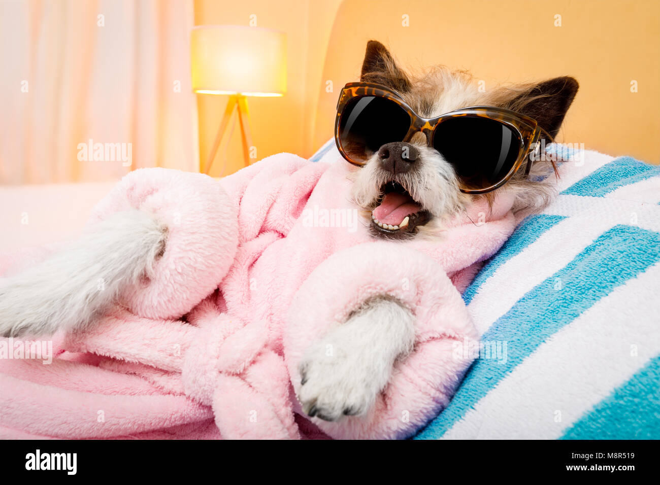 cool funny poodle dog resting and relaxing in spa wellness salon center ...