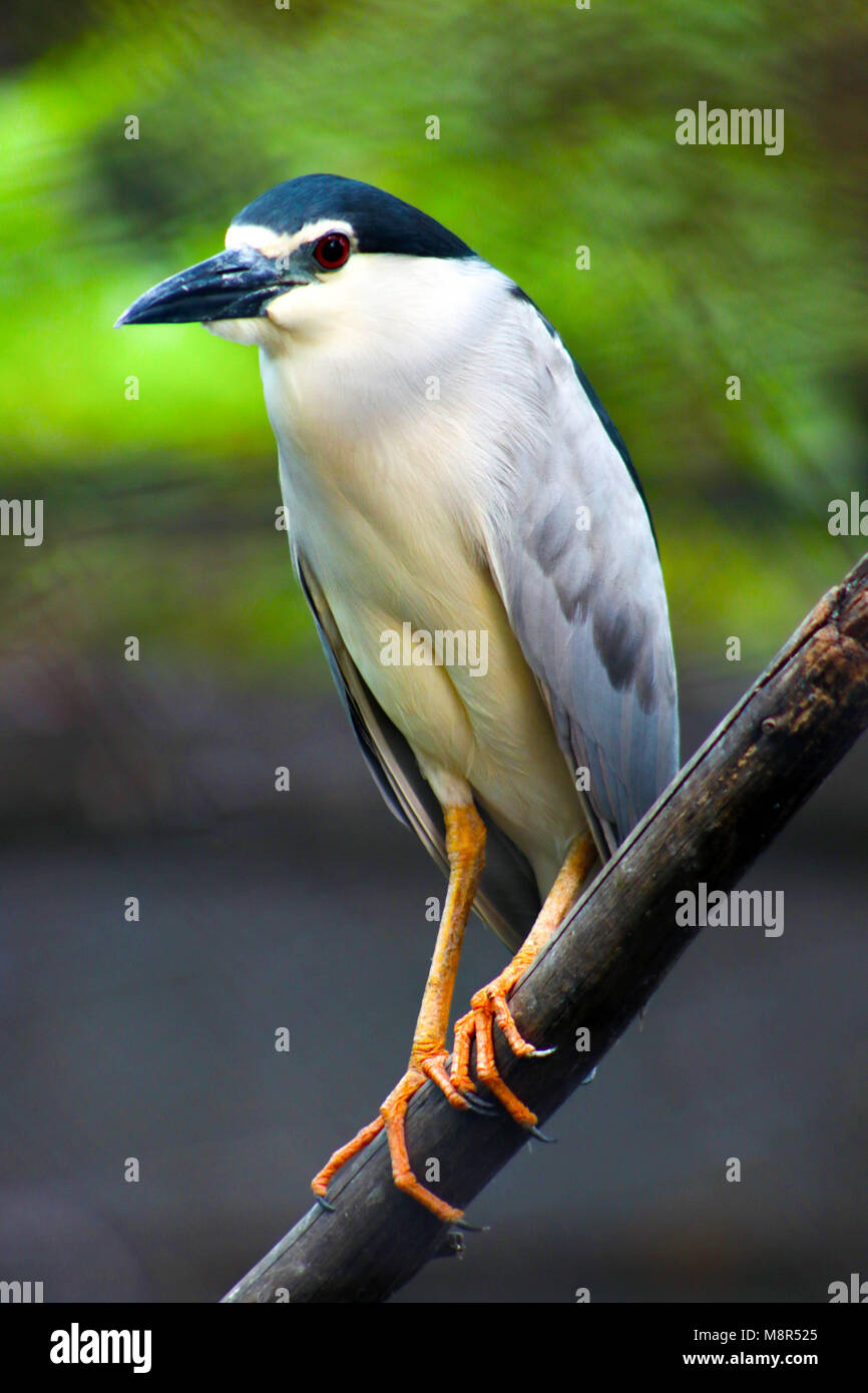 Bird sitting on the tree branch Stock Photo - Alamy