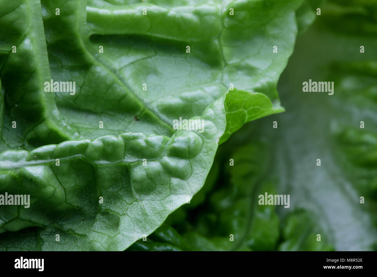 Lettuce Vegetable veggie macro vitamines background structure Stock ...