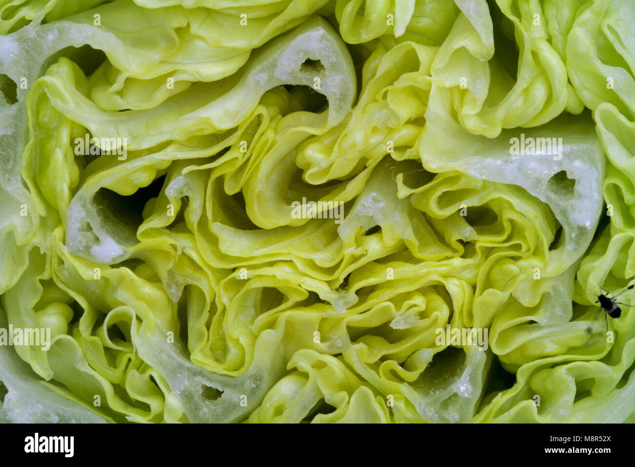 Lettuce Vegetable veggie macro vitamines background structure Stock ...