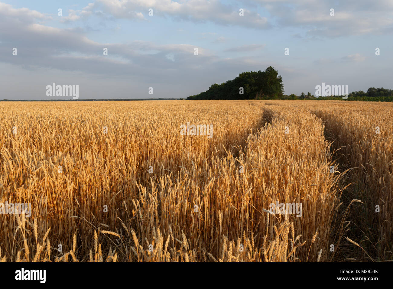 Gold wheat flied panorama tree hi-res stock photography and images - Alamy