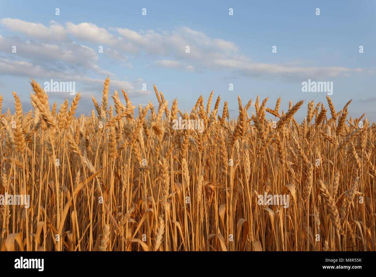 Golden wheat flied before harvesting at sunset close Stock Photo - Alamy