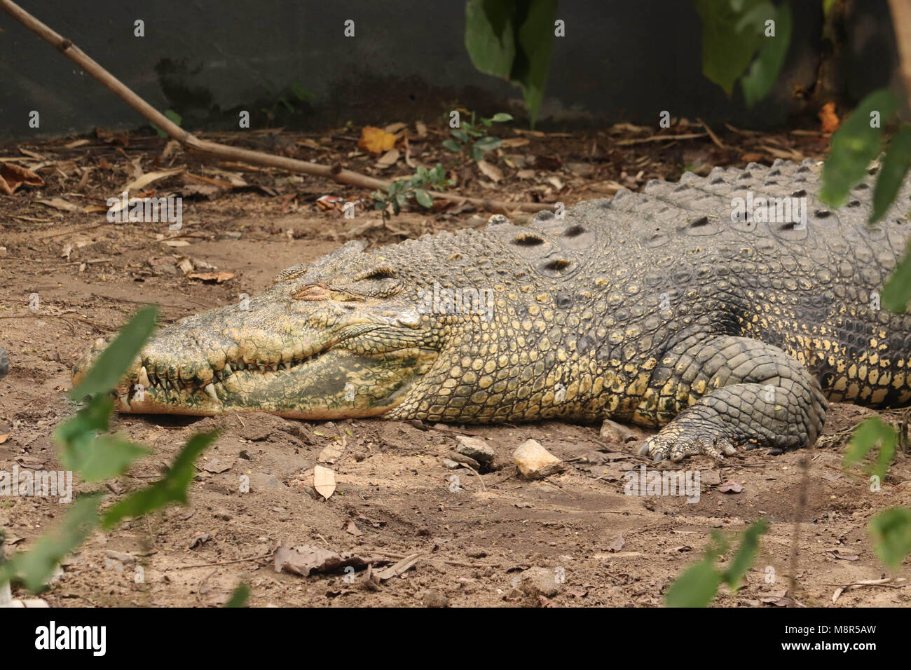 Sleeping crocodile hi-res stock photography and images - Alamy