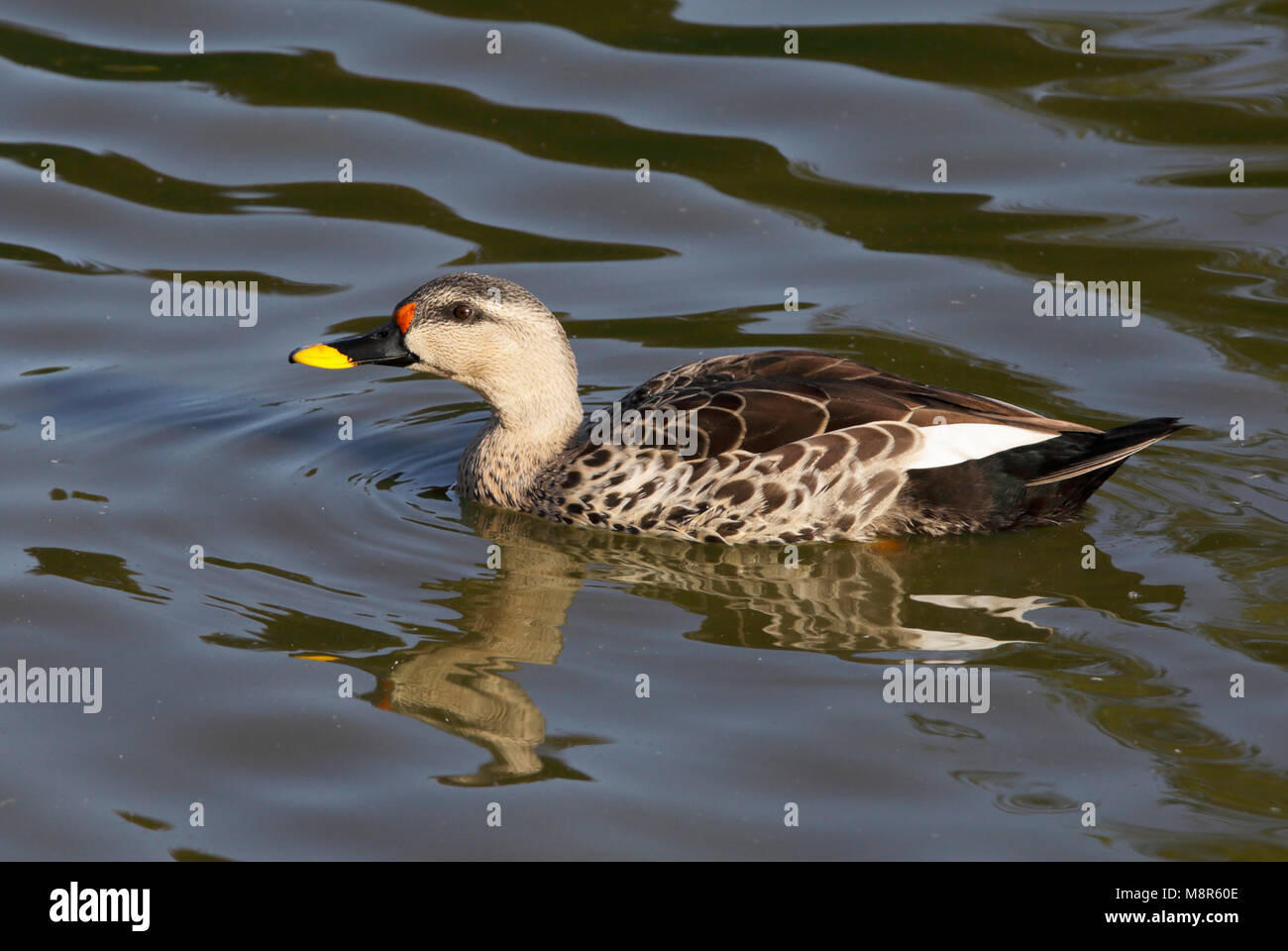 Spot billed duck hi-res stock photography and images - Alamy