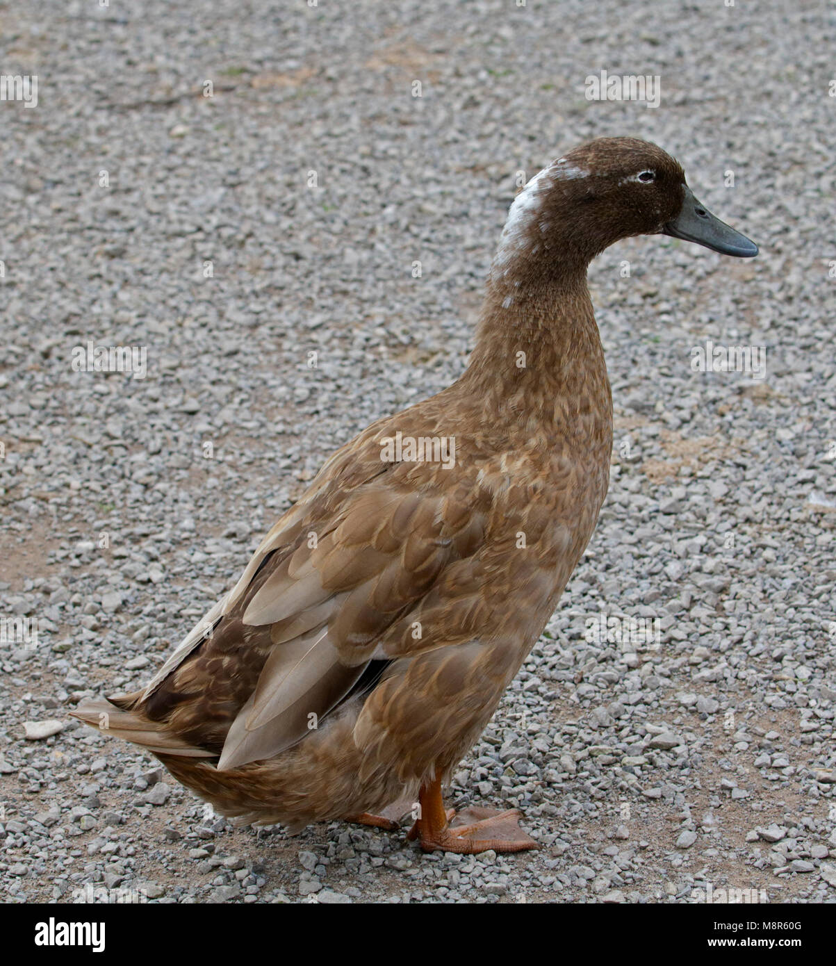 Indian runner duck hi-res stock photography and images - Alamy