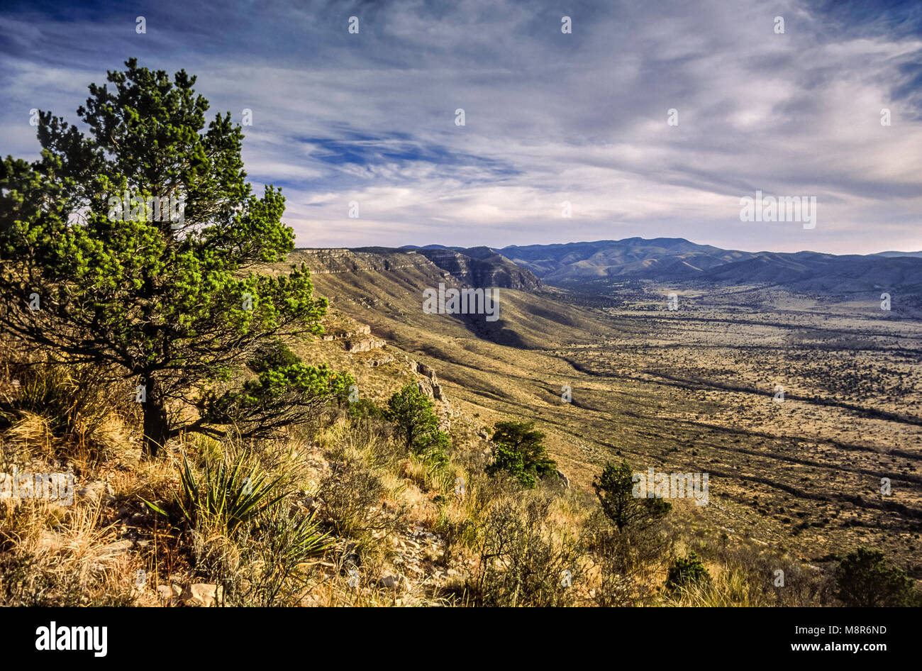 Pine tree over Shattuck Valley in Guadalupe Mountains, Lincoln National ...