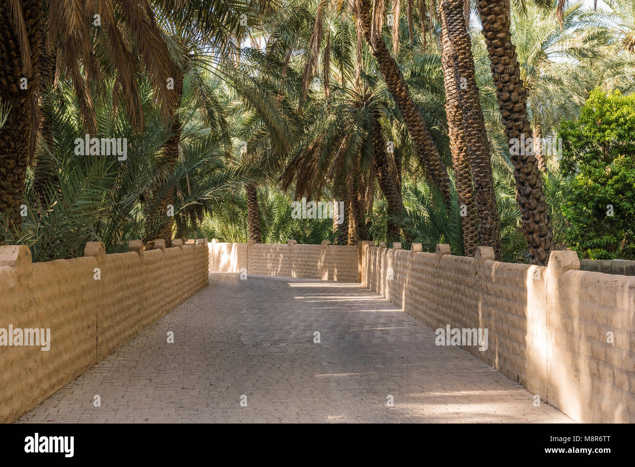 Al ain oasis hi-res stock photography and images - Alamy