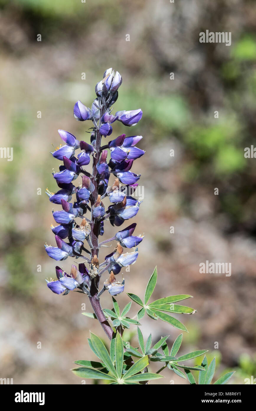 A Mexican Lupin (Lupinus sp Stock Photo - Alamy