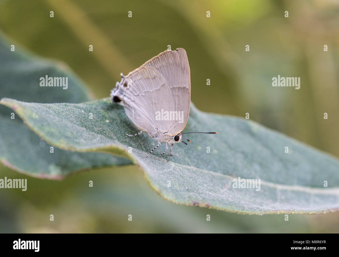 Panthiades hi-res stock photography and images - Alamy