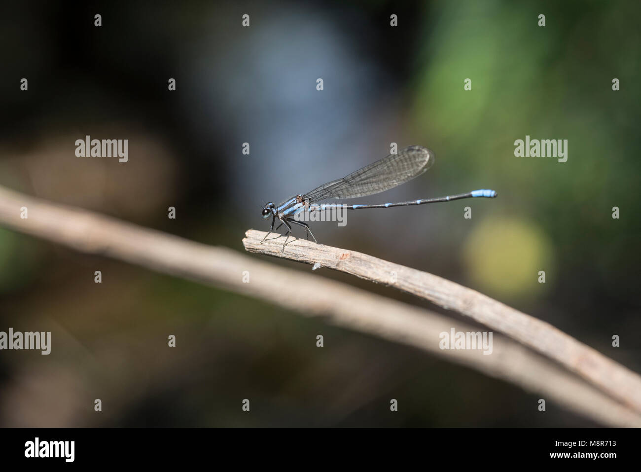 Argia sp hi-res stock photography and images - Alamy