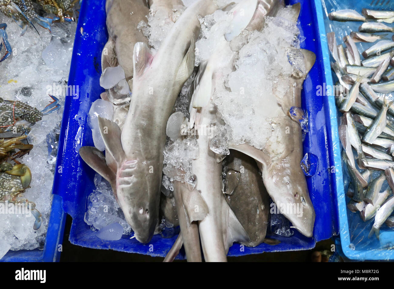 Fresh fish in the market Stock Photo - Alamy