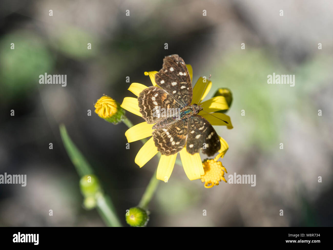 Ardys crescent hi-res stock photography and images - Alamy
