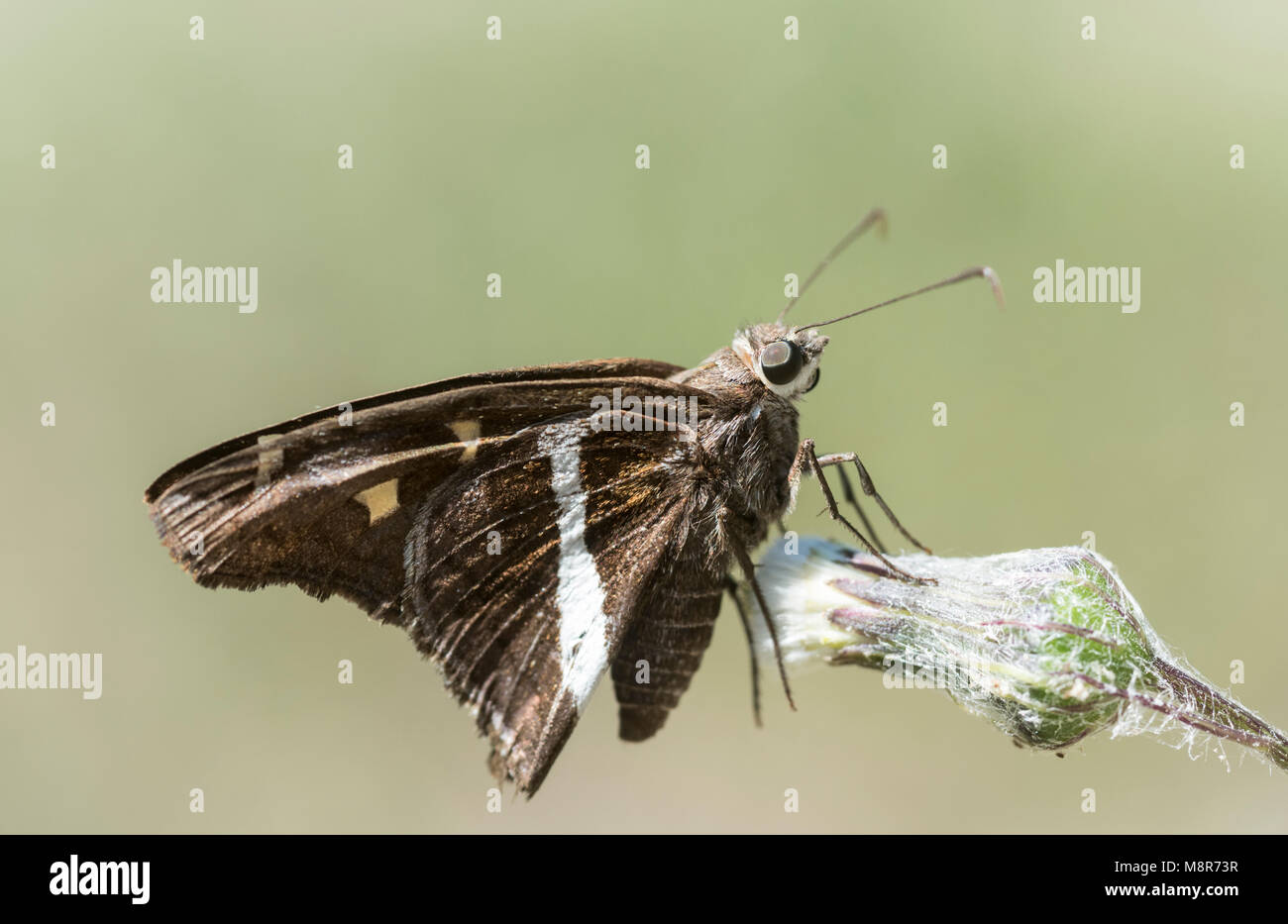 A perched White-striped Longtail (Chioides albofasciatus). Note the ...