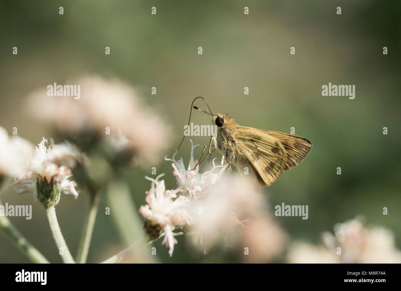 Whirlabout Skipper (Polites vibex) feeding Stock Photo - Alamy