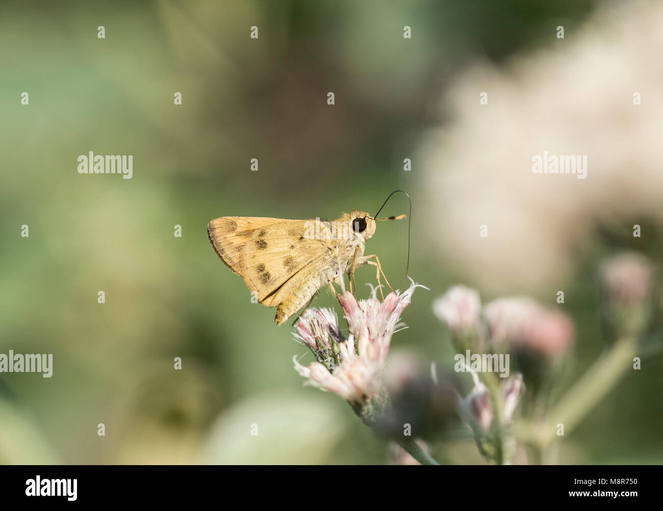 Whirlabout Skipper (Polites vibex) feeding Stock Photo - Alamy