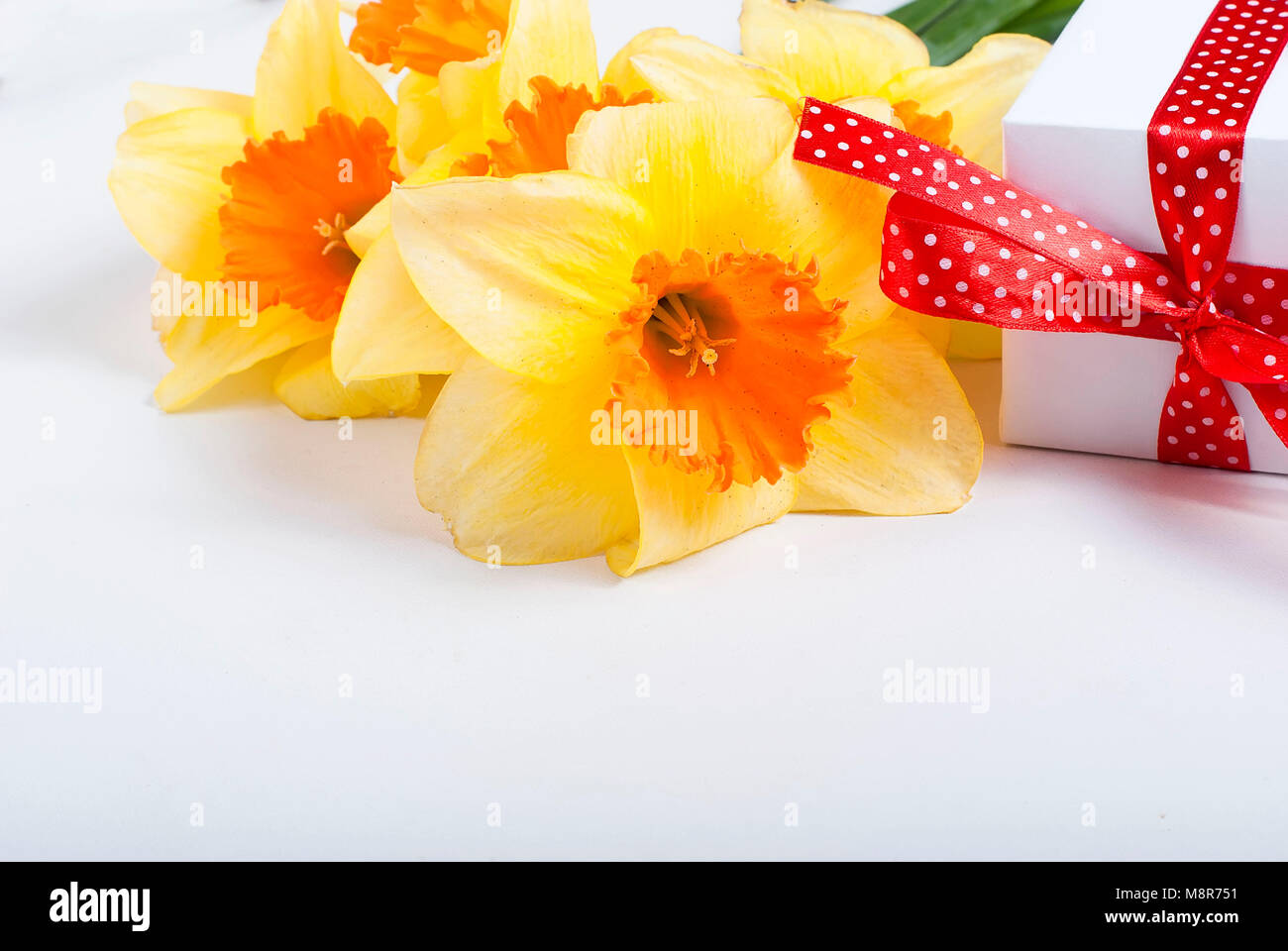 Top view bouquet of daffodils and gift box with red ribbon on the black ...