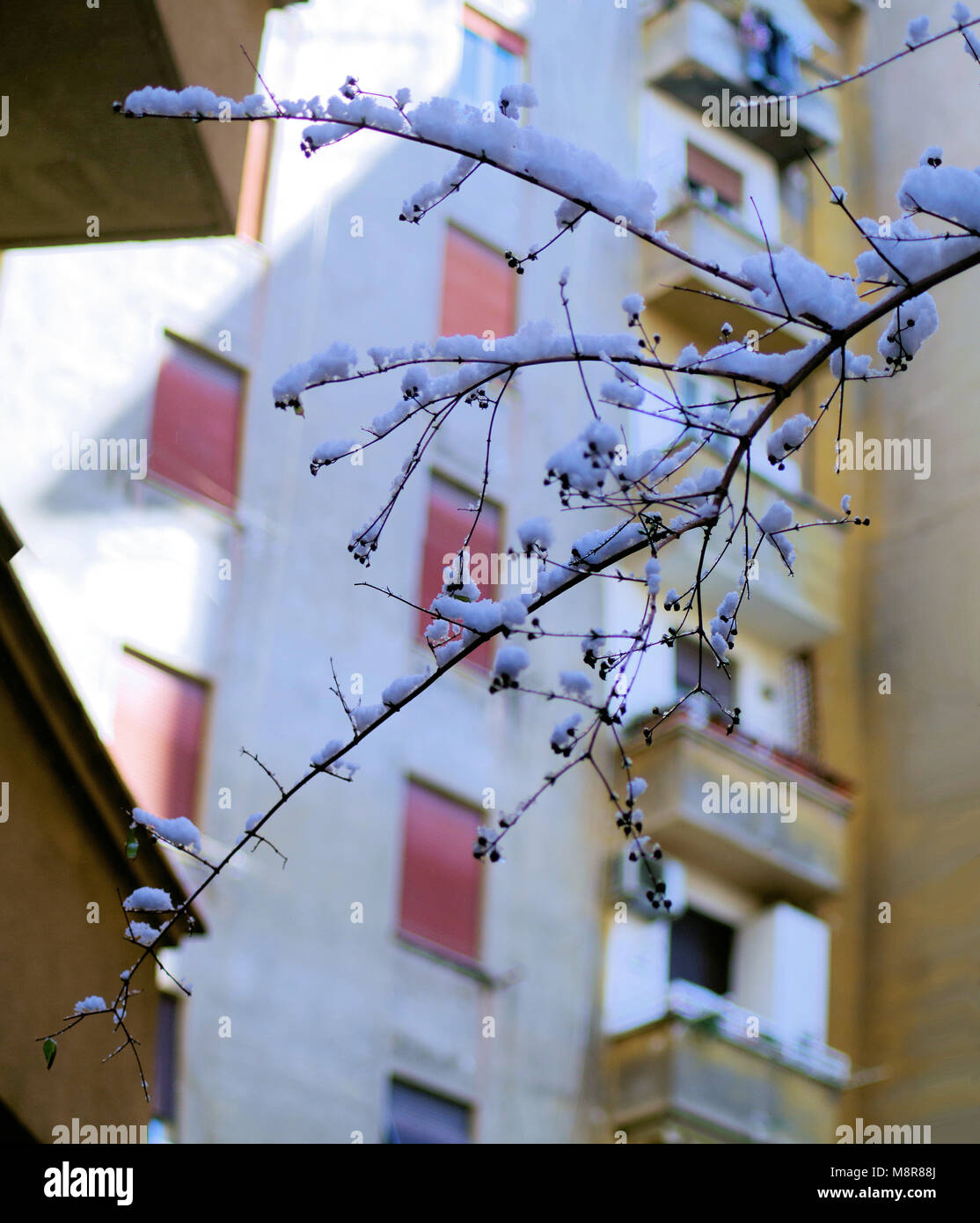 Tree brenches hi-res stock photography and images - Alamy