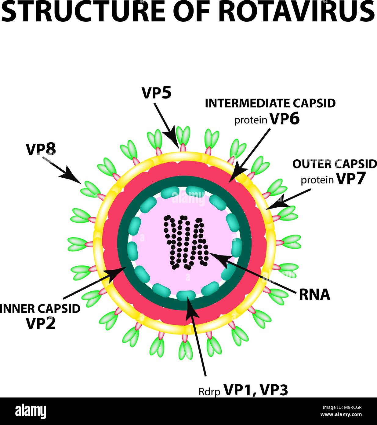 The structure of rotavirus. Infographics. Vector illustration on ...