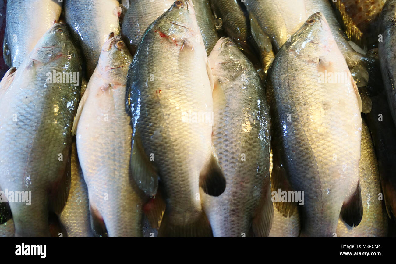Fresh fish in the market Stock Photo - Alamy