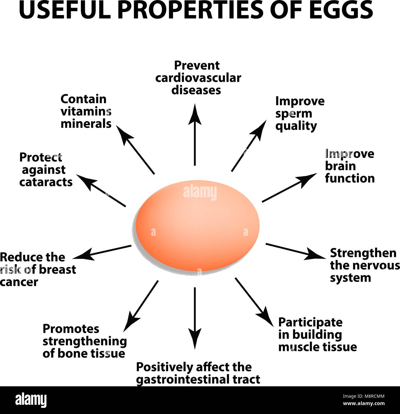 Useful properties of chicken eggs. Infographics. Vector illustration on ...