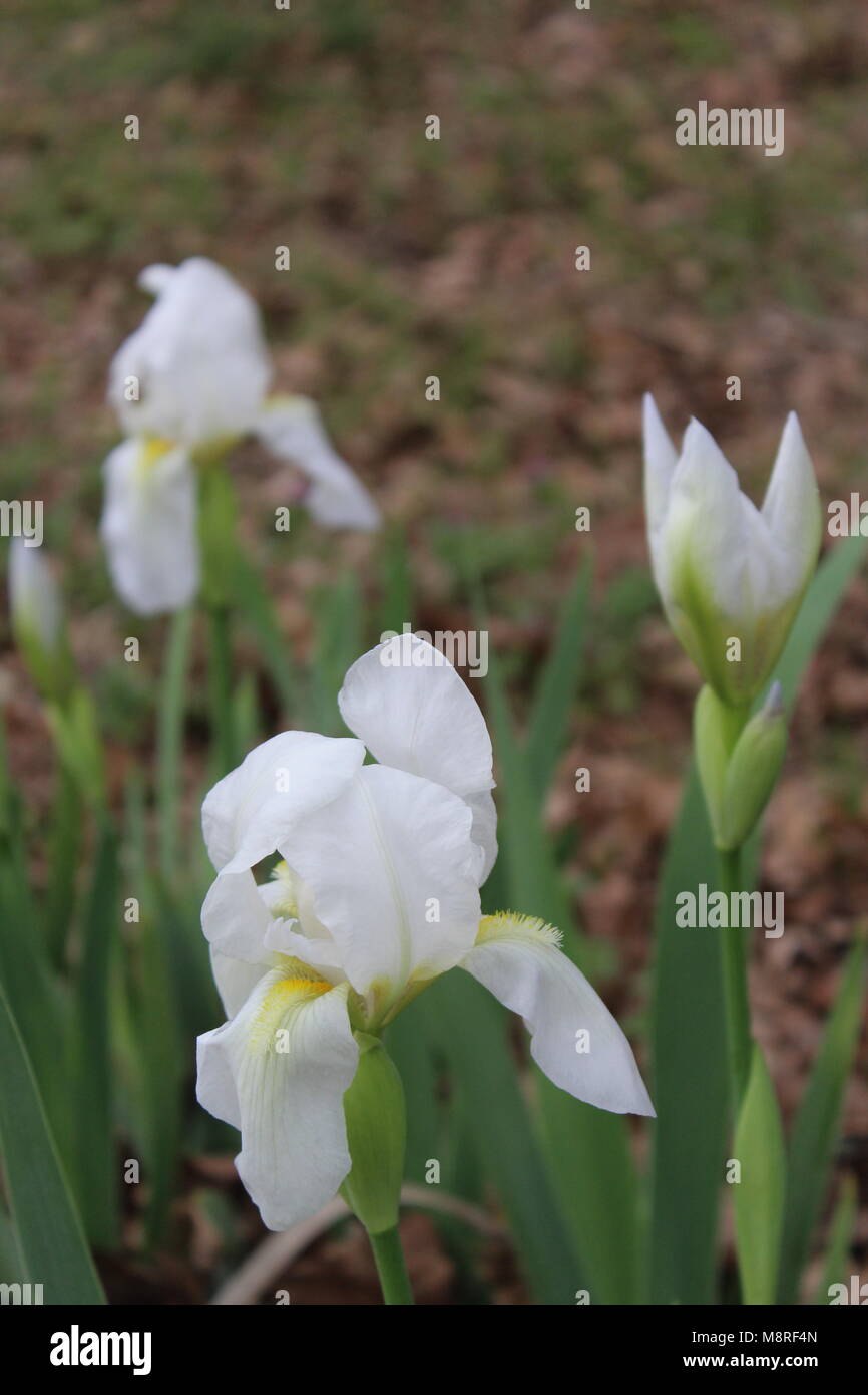 White Iris Blooms Stock Photo - Alamy
