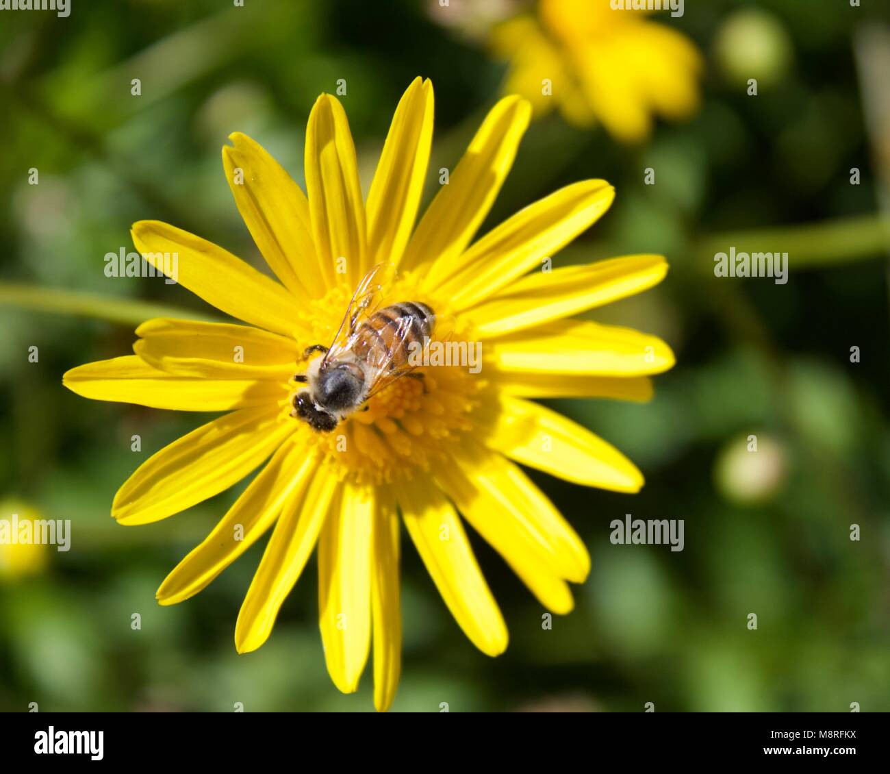Yellow flower and a bee Stock Photo - Alamy