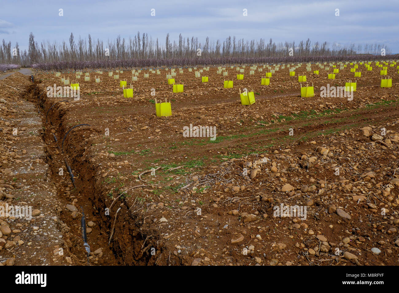 Very young peach trees planting in the Plain of the Crau, Camargue ...