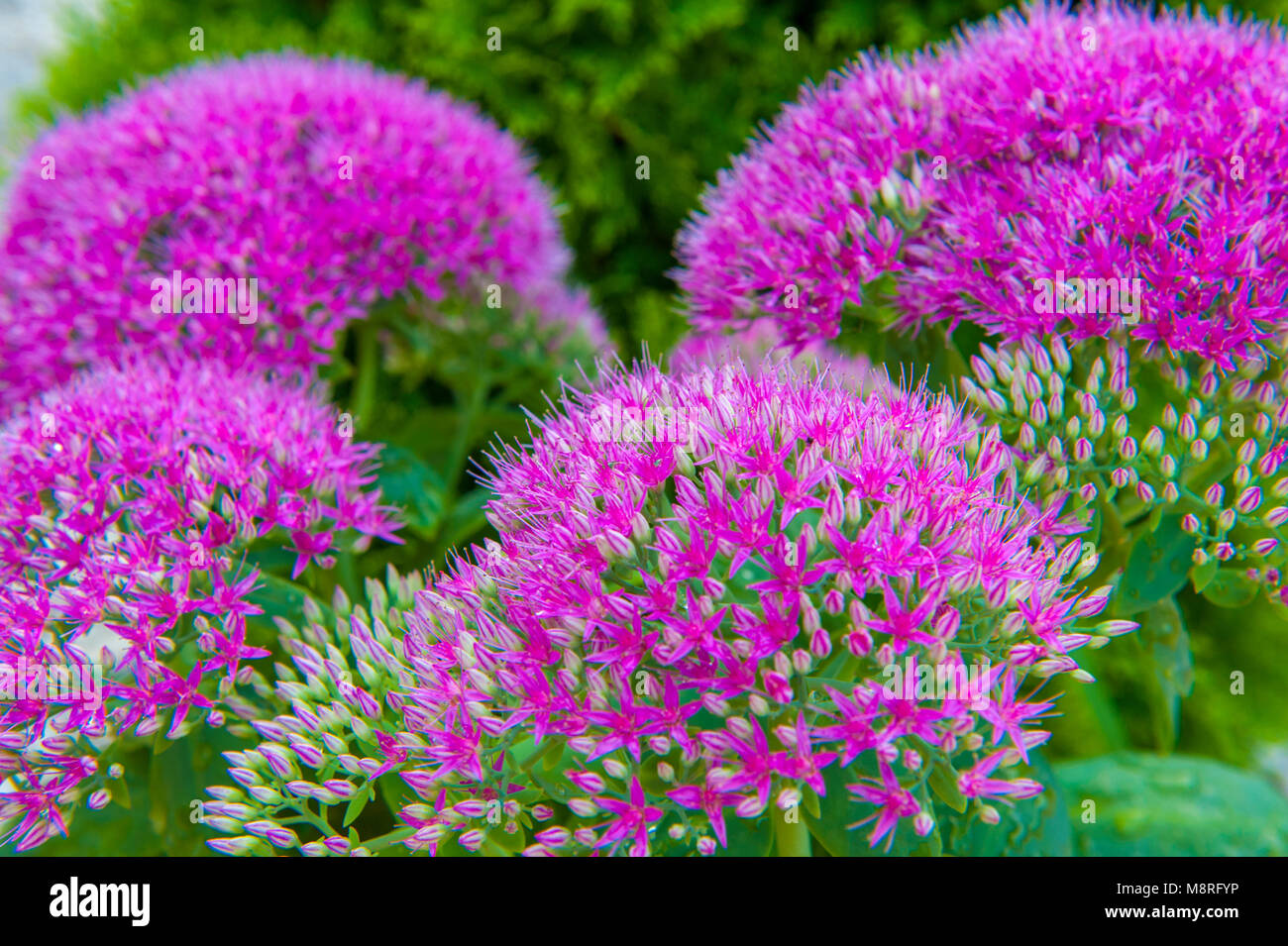 Close up of Sedum, Showy Stonecrop Sedum spectabile 'Neon' flower ...