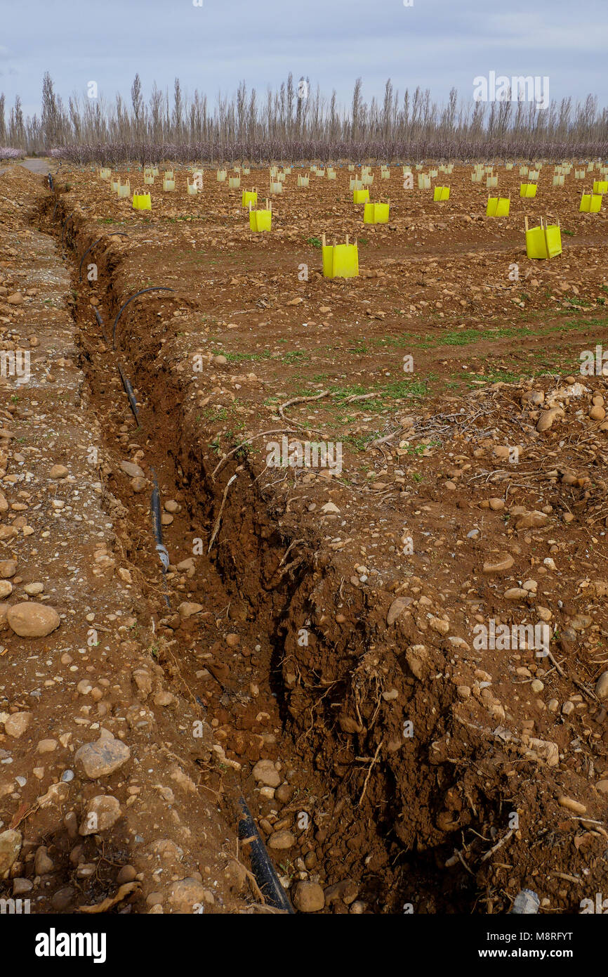 Very young peach trees planting in the Plain of the Crau, Camargue ...