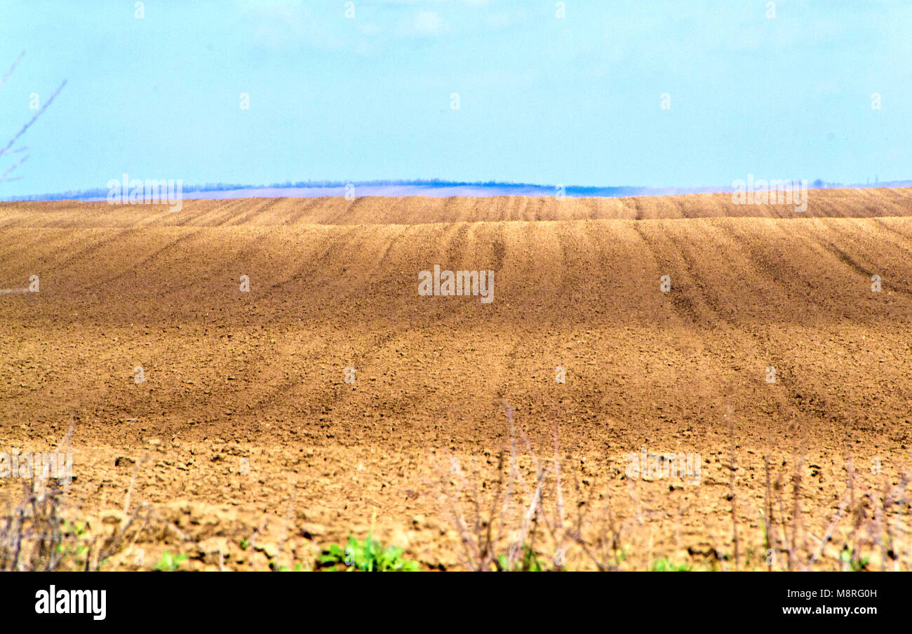 Field prepared for planting grain, corn or sunflower Stock Photo - Alamy