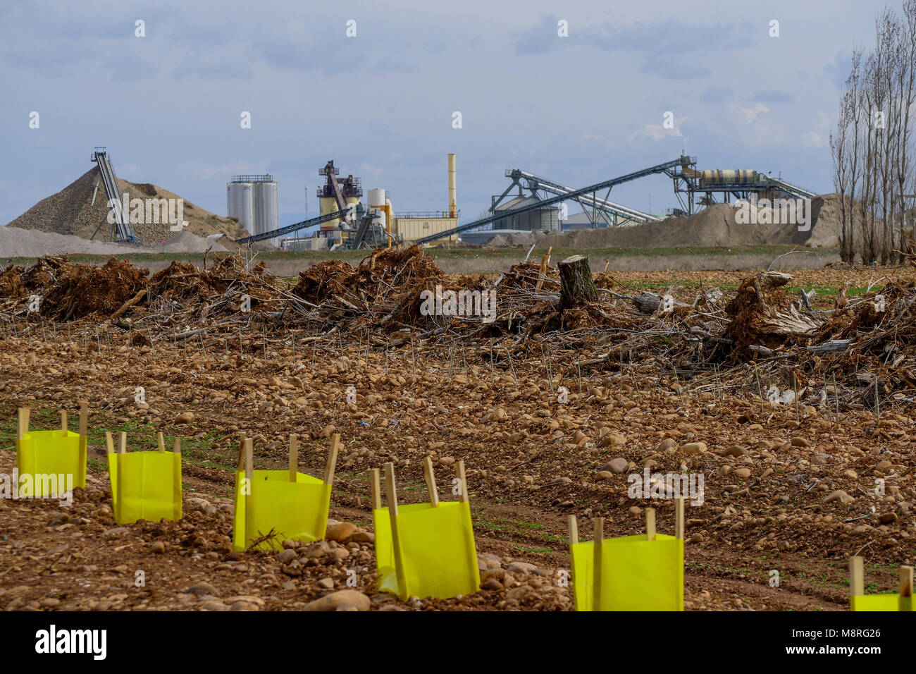 Very young peach trees planting in the Plain of the Crau, Camargue ...