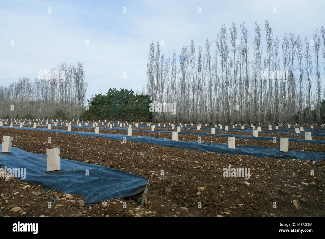 Very young peach trees planting in the Plain of the Crau, Camargue ...