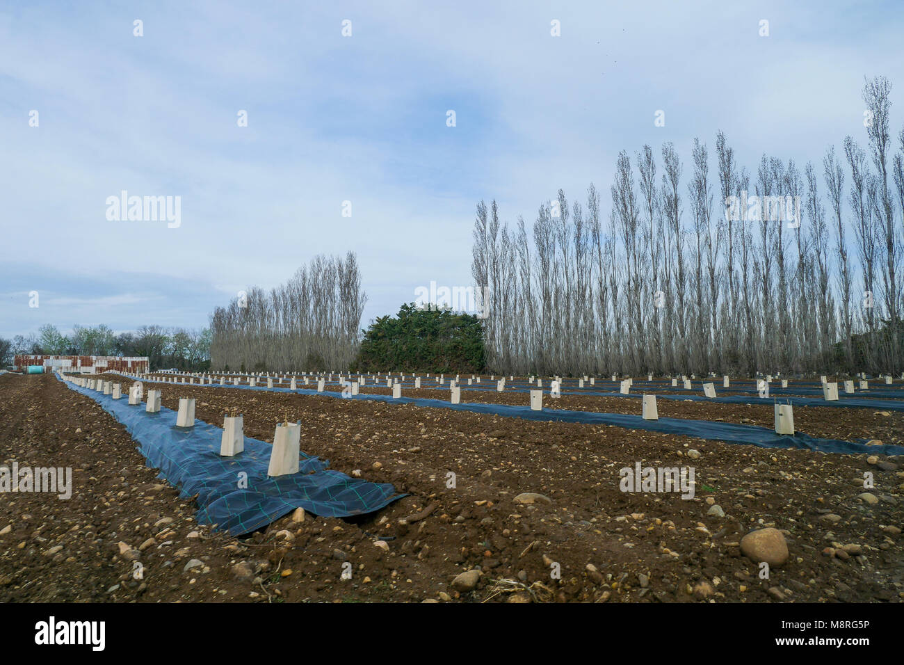 Very young peach trees planting in the Plain of the Crau, Camargue ...