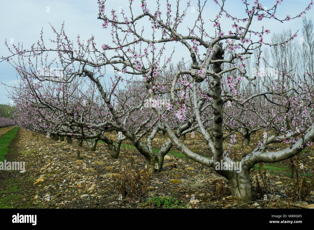 Peach trees grove hi-res stock photography and images - Alamy