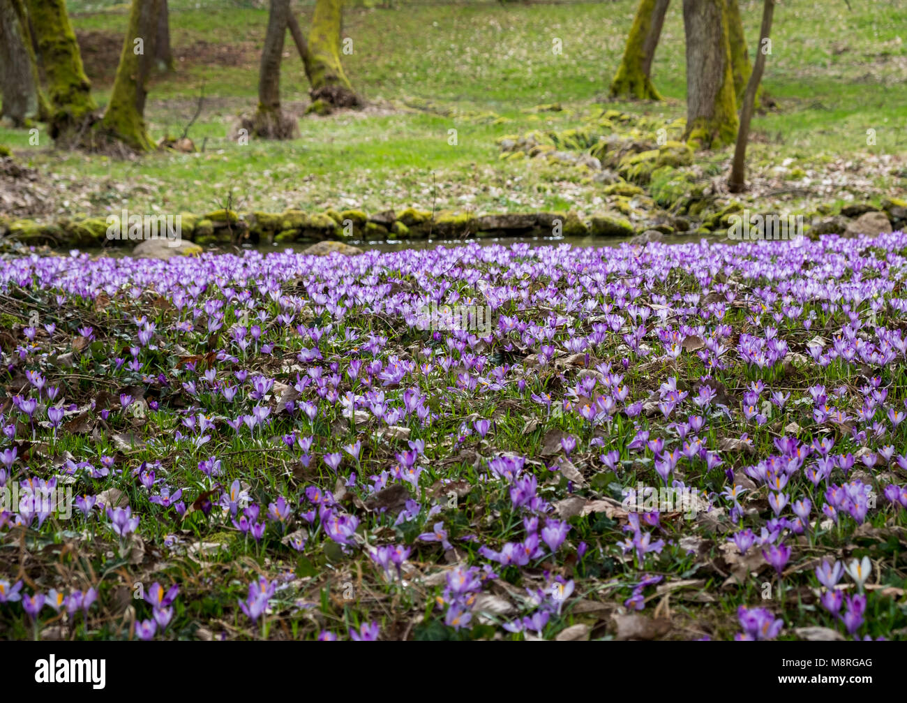 Purple crocuses in a forest in late winter Stock Photo - Alamy