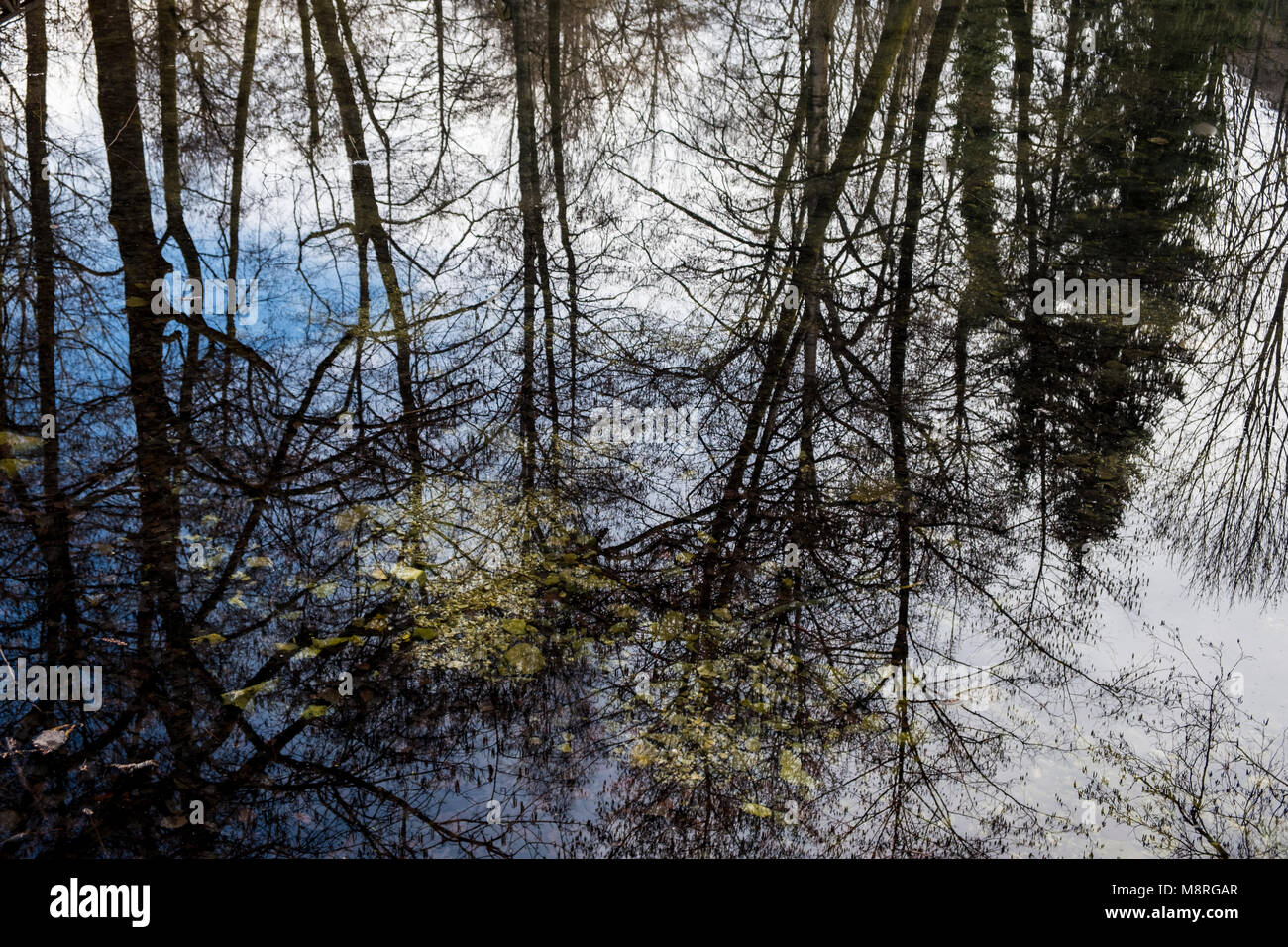 Forest reflection in a lake Stock Photo - Alamy