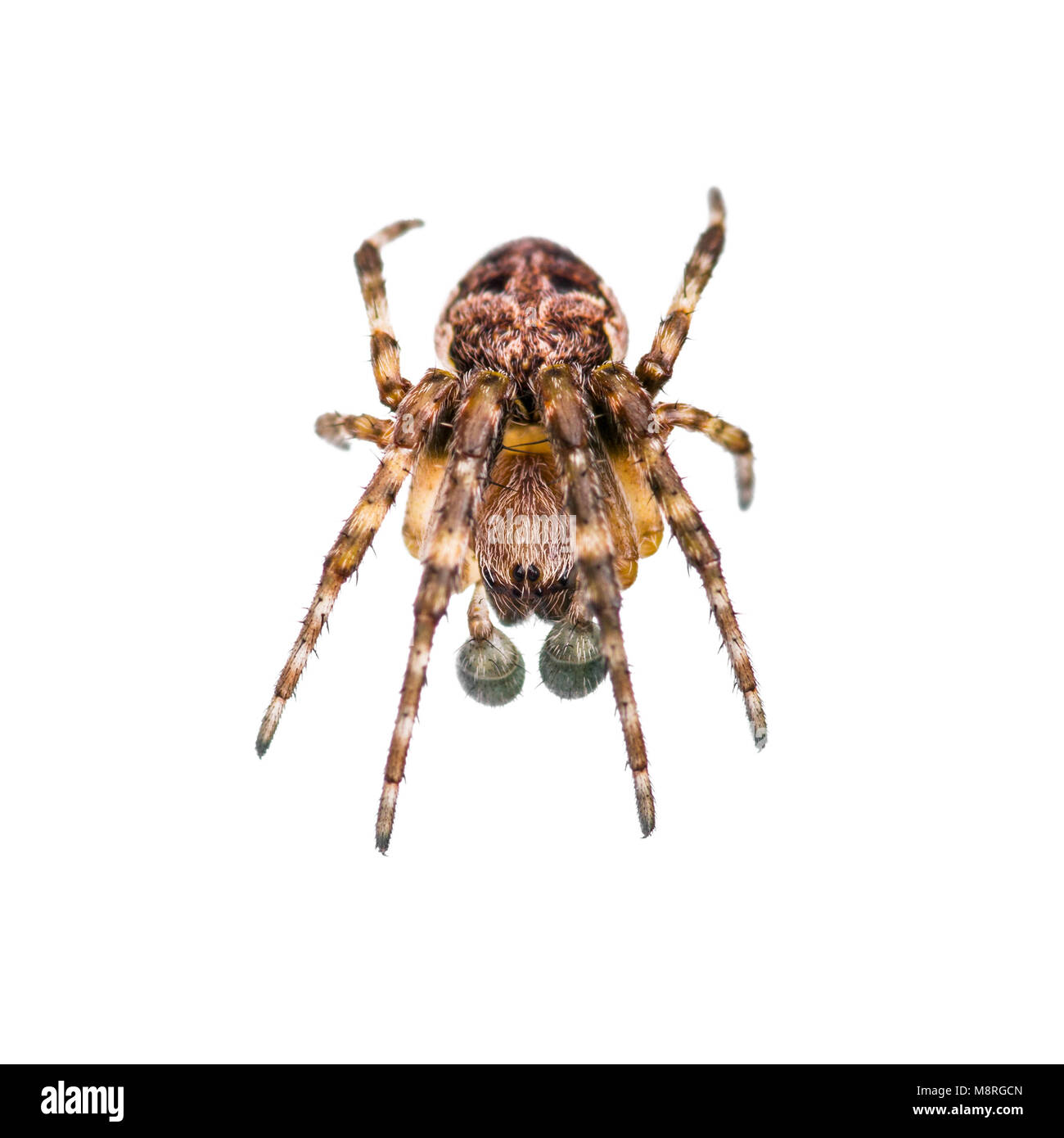 Crawling Spider Arachnid Insect Isolated on White Stock Photo - Alamy