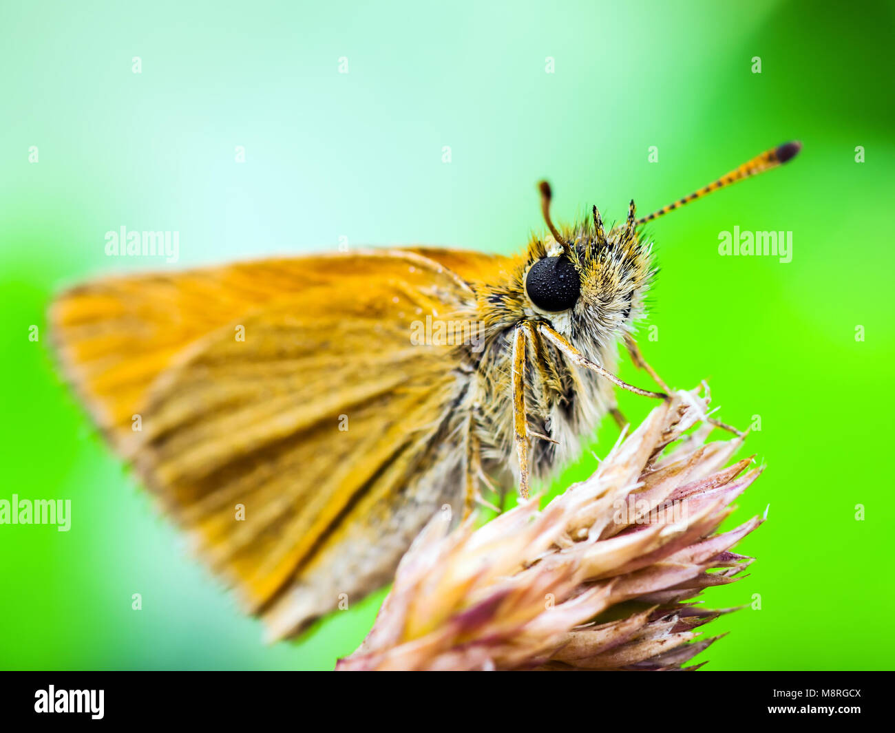 Beautiful Colorful Butterfly on Natural Background Stock Photo - Alamy