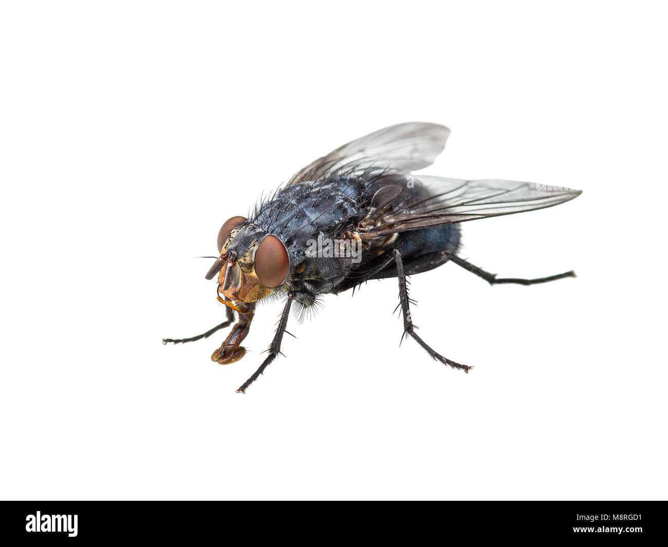 Ugly Diptera Fly Insect Isolated on White Background Stock Photo - Alamy