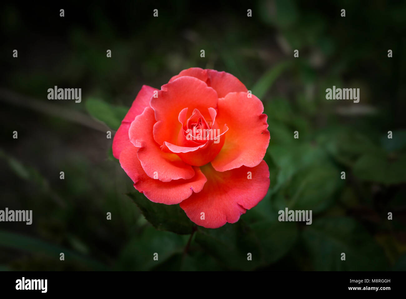 Salmon color rose hi-res stock photography and images - Alamy