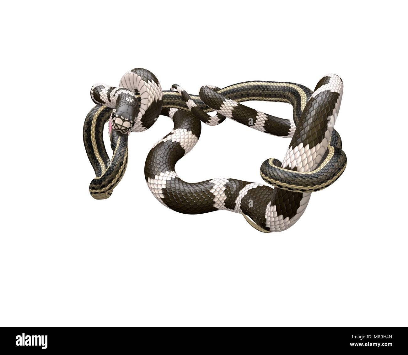 Adder snake egg hi-res stock photography and images - Alamy