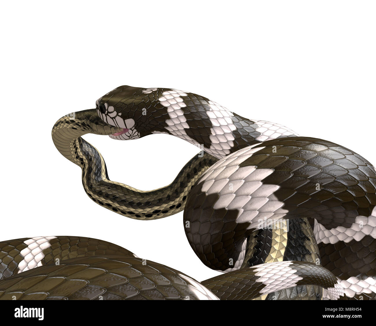 3D Illustration of a Scarlet King Snake Swallowing a Garter Snake Stock ...