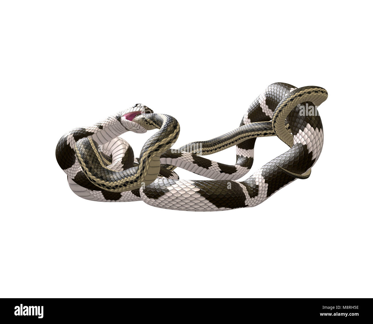 Adder snake egg hi-res stock photography and images - Alamy