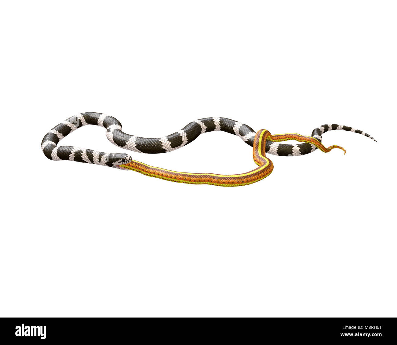 3D Illustration of a California King Snake Swallowing a Yellow Snake ...