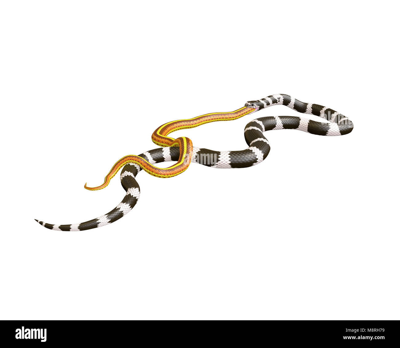 3D Illustration of a California King Snake Swallowing a Yellow Snake ...